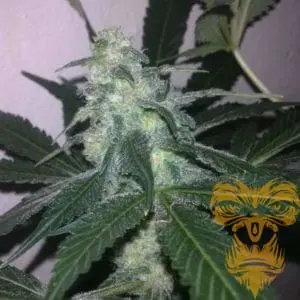 swiss-cheese-autoflower - Real Gorilla Seeds