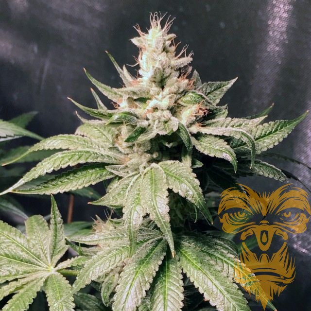 dank-genetics—atomic-sour-thumb - Real Gorilla Seeds