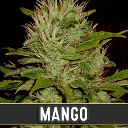 Mango - Real Gorilla Seeds