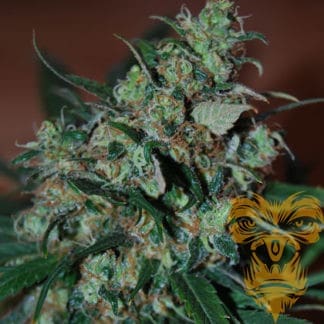 Power Bud - Real Gorilla Seeds