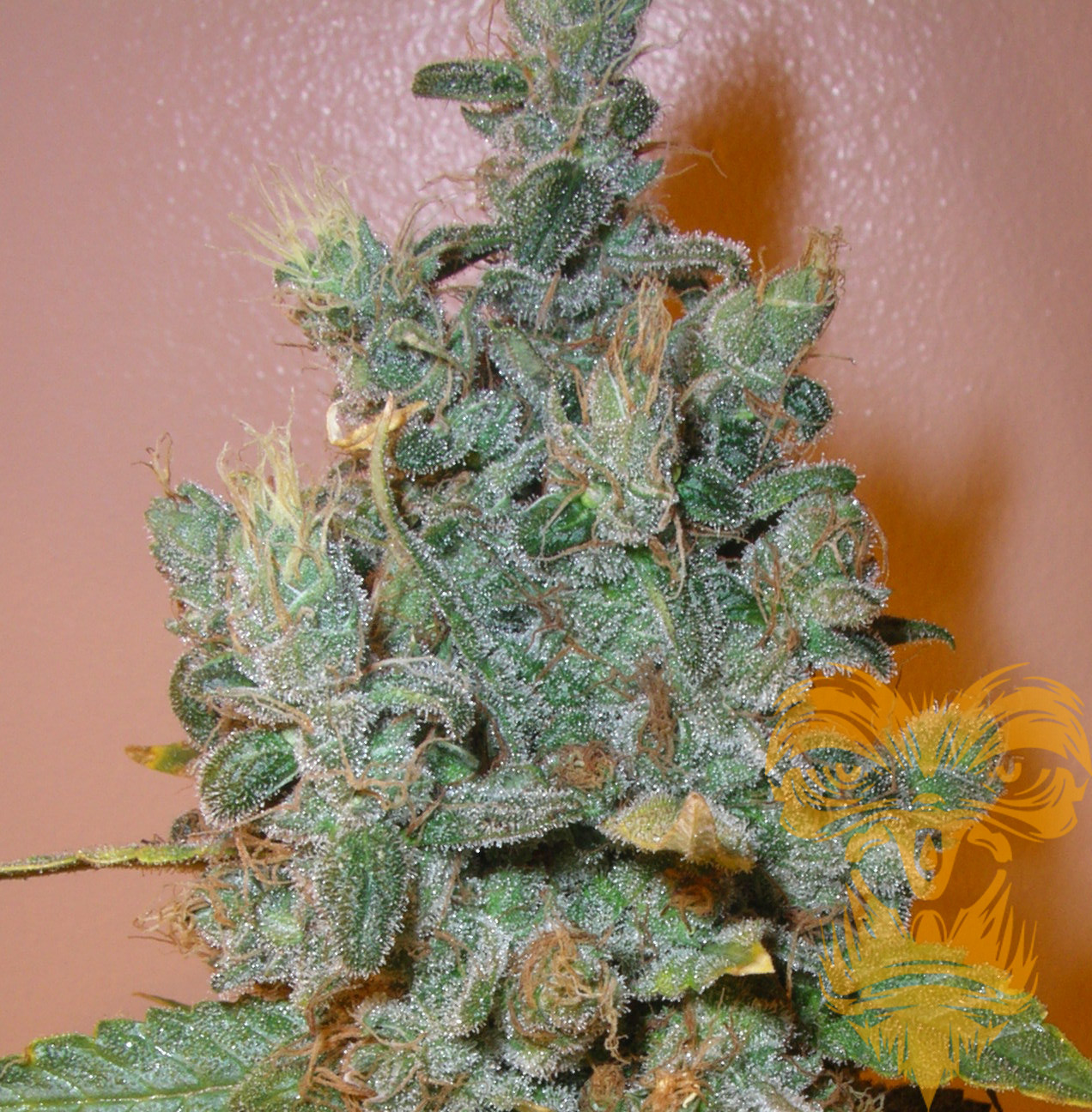 Blueberry-Punch-bud - Real Gorilla Seeds
