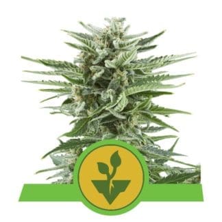 easy-bud - Real Gorilla Seeds