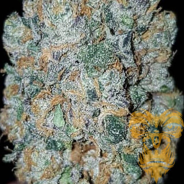 sherbert-pebbles - Real Gorilla Seeds