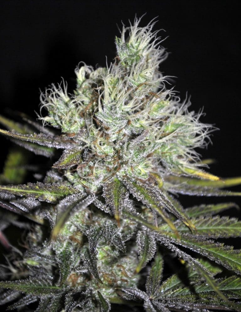 Sweet and Sour Widow - Real Gorilla Seeds