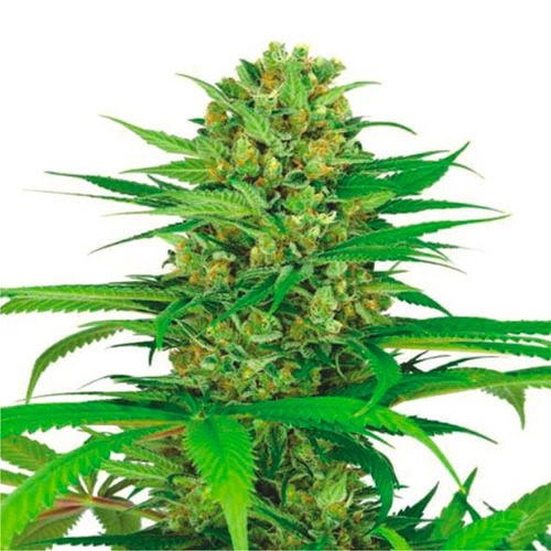 AUTO-CREAM-BUBBLEGUM - Real Gorilla Seeds