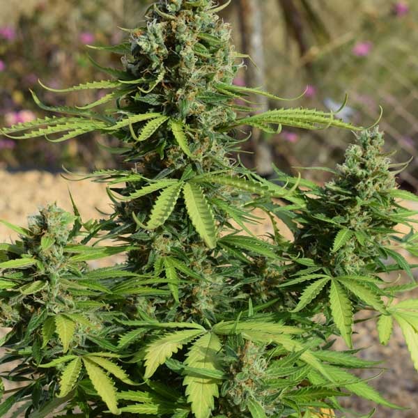 Jack Auto - Real Gorilla Seeds