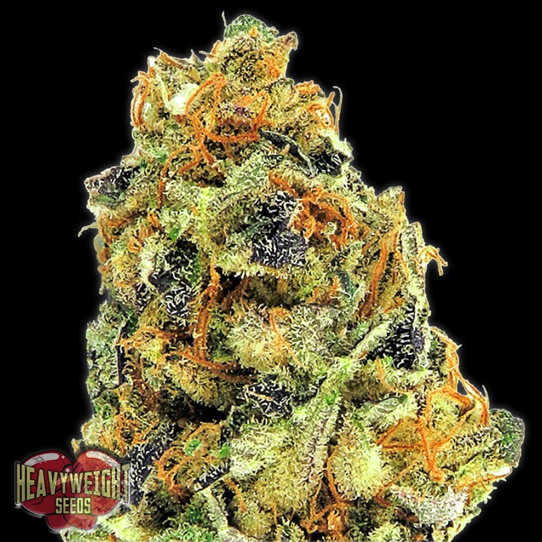 K.O. Kush - Real Gorilla Seeds