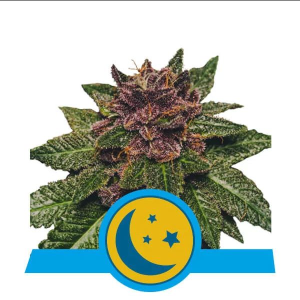 Purplematic CBD Real Gorilla Seeds Purplematic CBD Real Gorilla Seeds