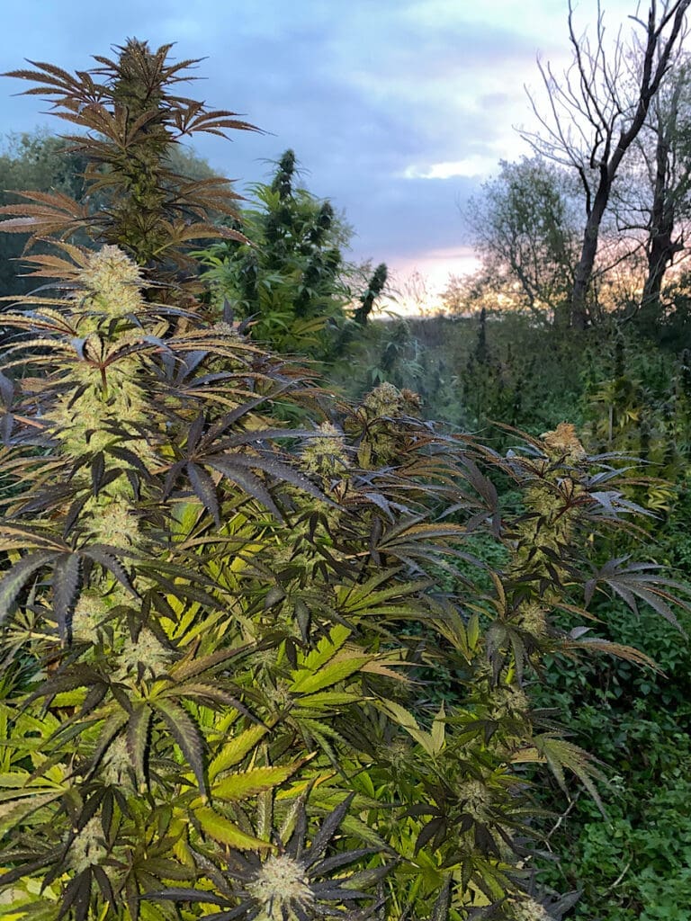 OPG X FREEZELAND S1 - Real Gorilla Seeds